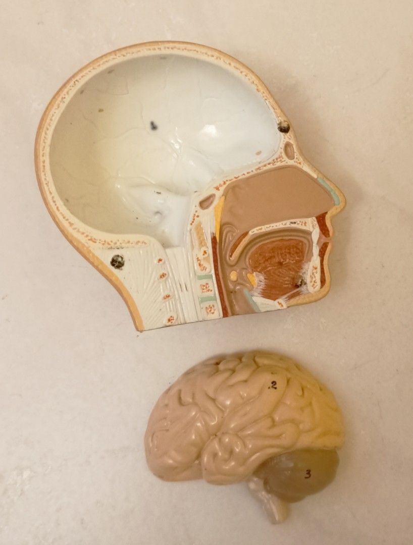 Human Model for Anatomy ALTAY Mini-Torso 16 parts, Hobbies & Toys, Toys ...