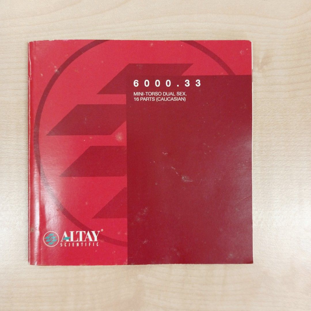 Human Model for Anatomy ALTAY Mini-Torso 16 parts, Hobbies & Toys, Toys ...