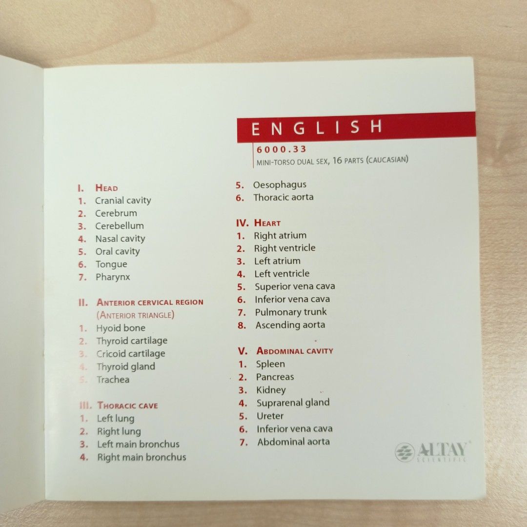 Human Model for Anatomy ALTAY Mini-Torso 16 parts, Hobbies & Toys, Toys ...