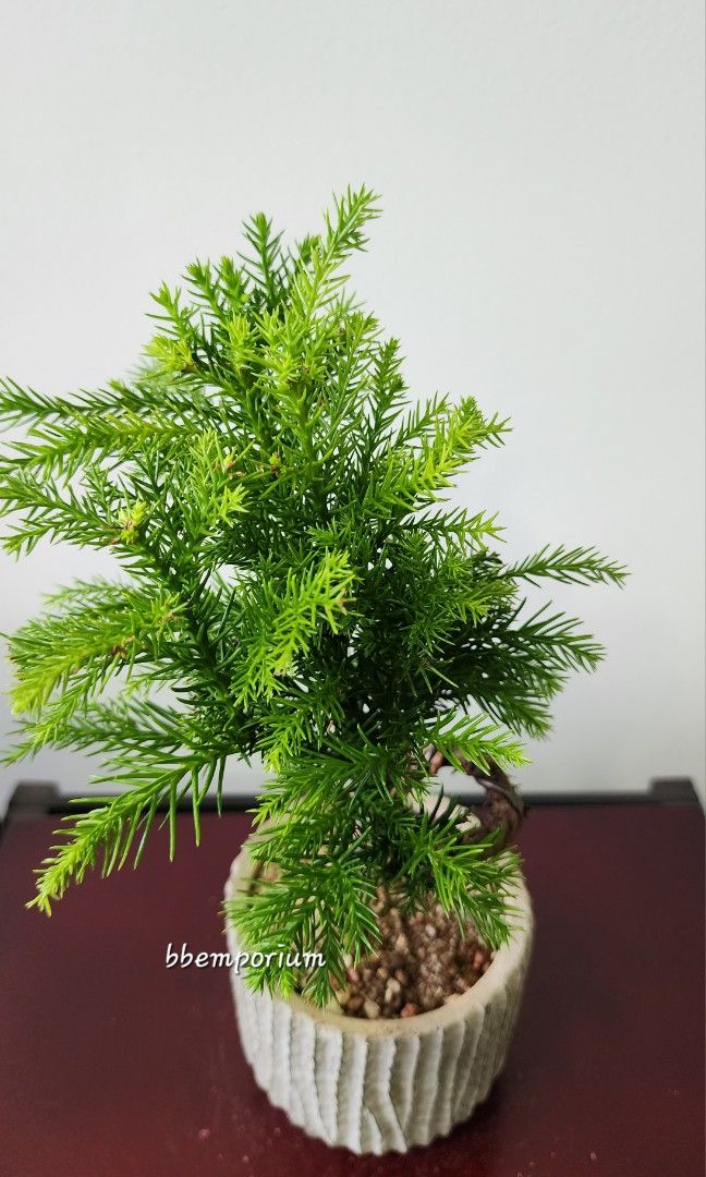 Japanese Red Cedar (Sugi) Bonsai 50.9-8, Furniture & Home Living ...