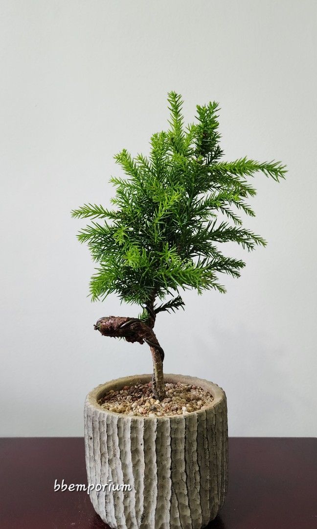 Japanese Red Cedar (Sugi) Bonsai 50.9-8, Furniture & Home Living ...