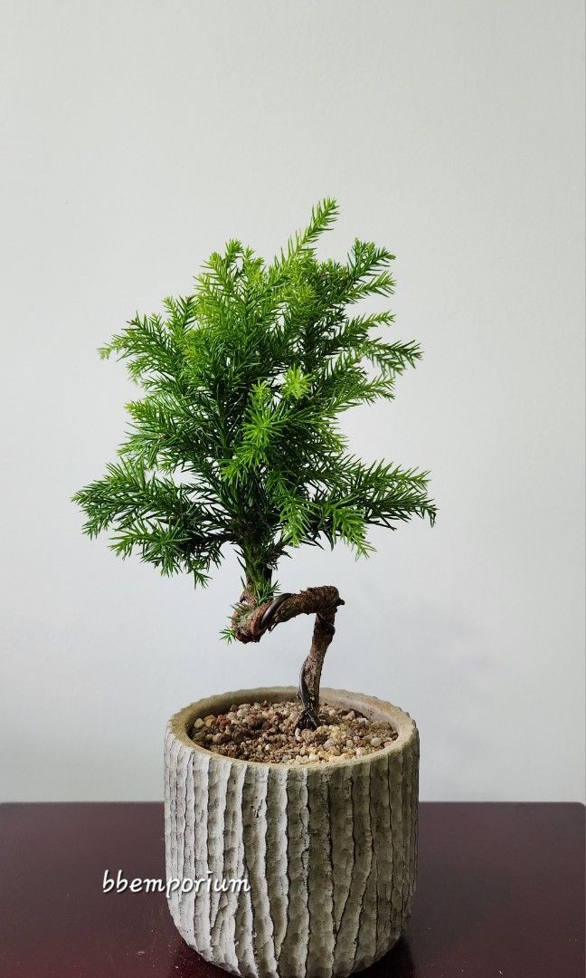 Japanese Red Cedar (Sugi) Bonsai 50.9-8, Furniture & Home Living ...