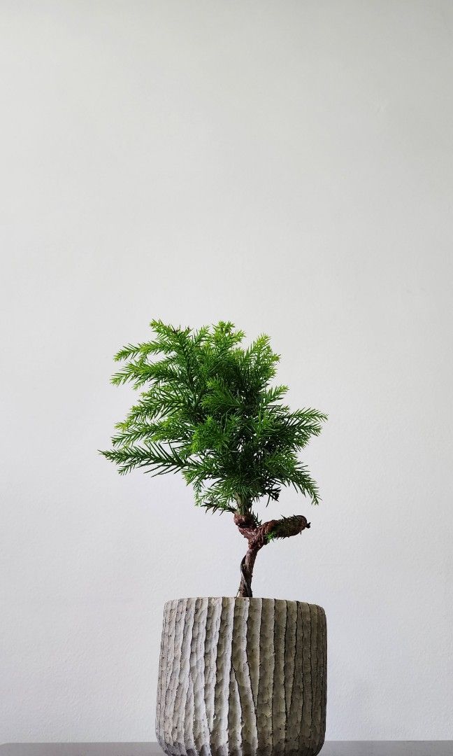 Japanese Red Cedar (Sugi) Bonsai 50.9-8, Furniture & Home Living ...
