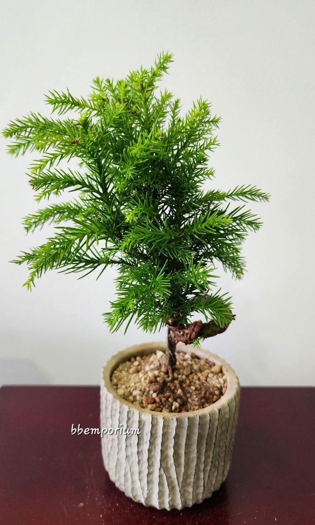 Japanese Red Cedar (Sugi) Bonsai 50.9-8, Furniture & Home Living ...