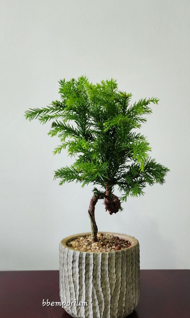 Japanese Red Cedar (Sugi) Bonsai 50.9-8, Furniture & Home Living ...