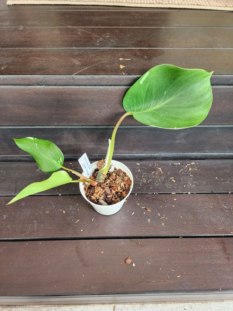 Philodendron Assorted 3 - Oxapapense Rudolph Radiatum Tortum White Princess White Knight Burle ...