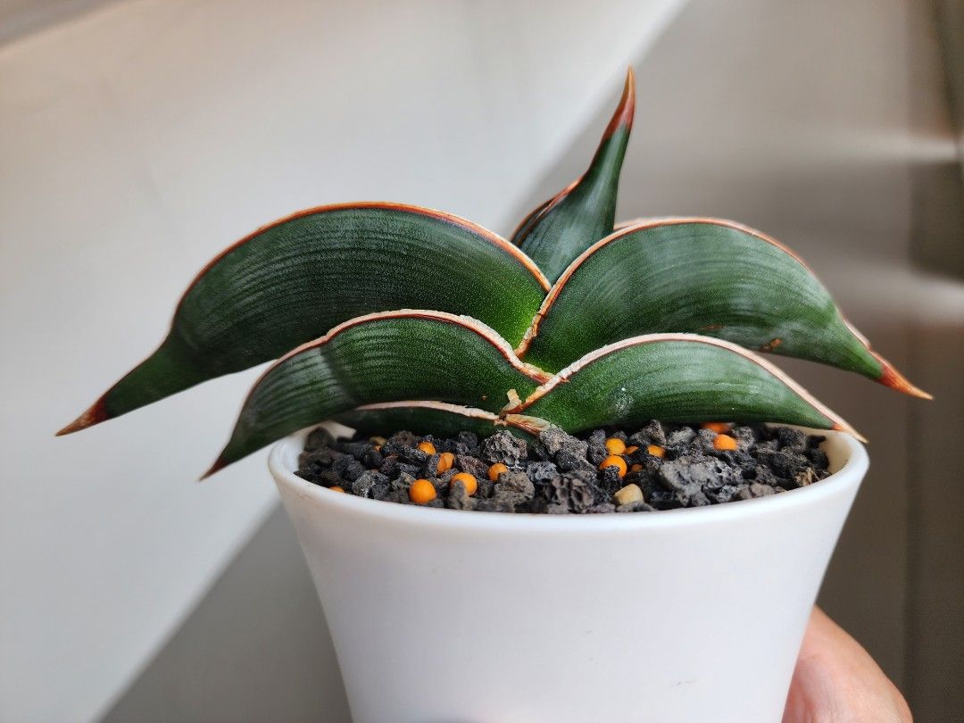 Sansevieria Rorida Black (uncommon type), Furniture & Home Living ...