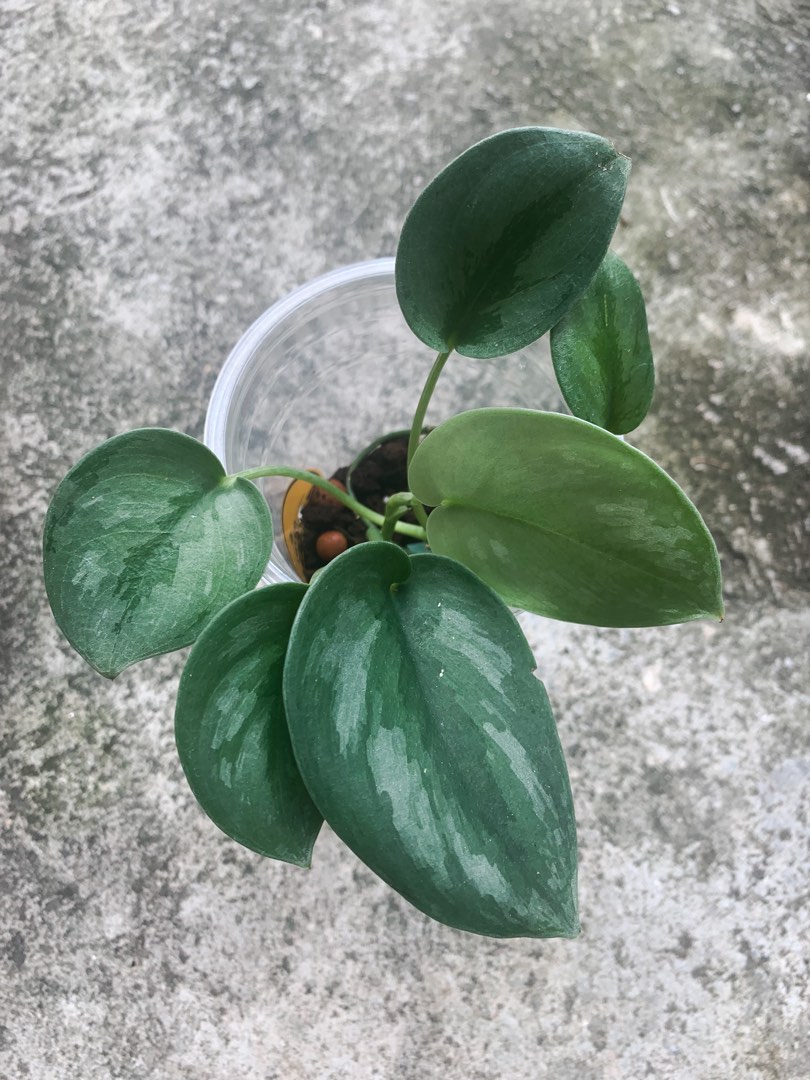 Scindapsus Sp Borneo ( Tricolor Silver ), Furniture & Home Living ...