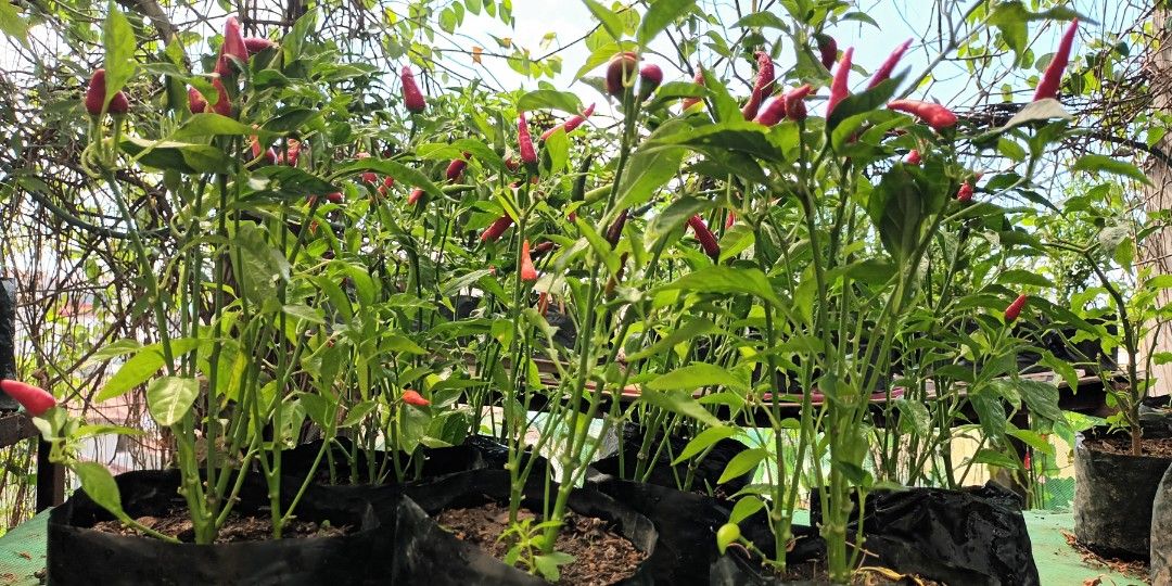 Siling Labuyo, Furniture & Home Living, Gardening, Plants & Seeds on ...