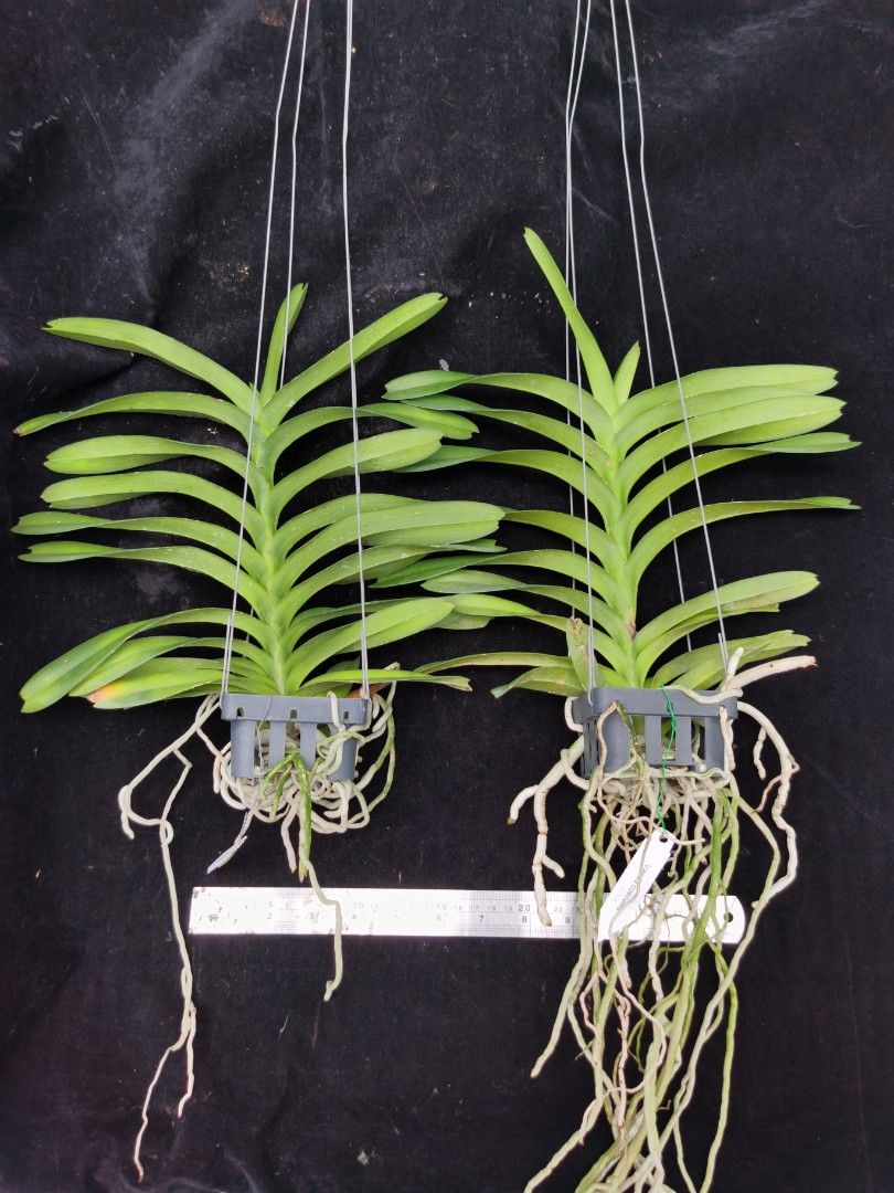 Vanda coerulea, Furniture & Home Living, Gardening, Plants & Seeds on ...