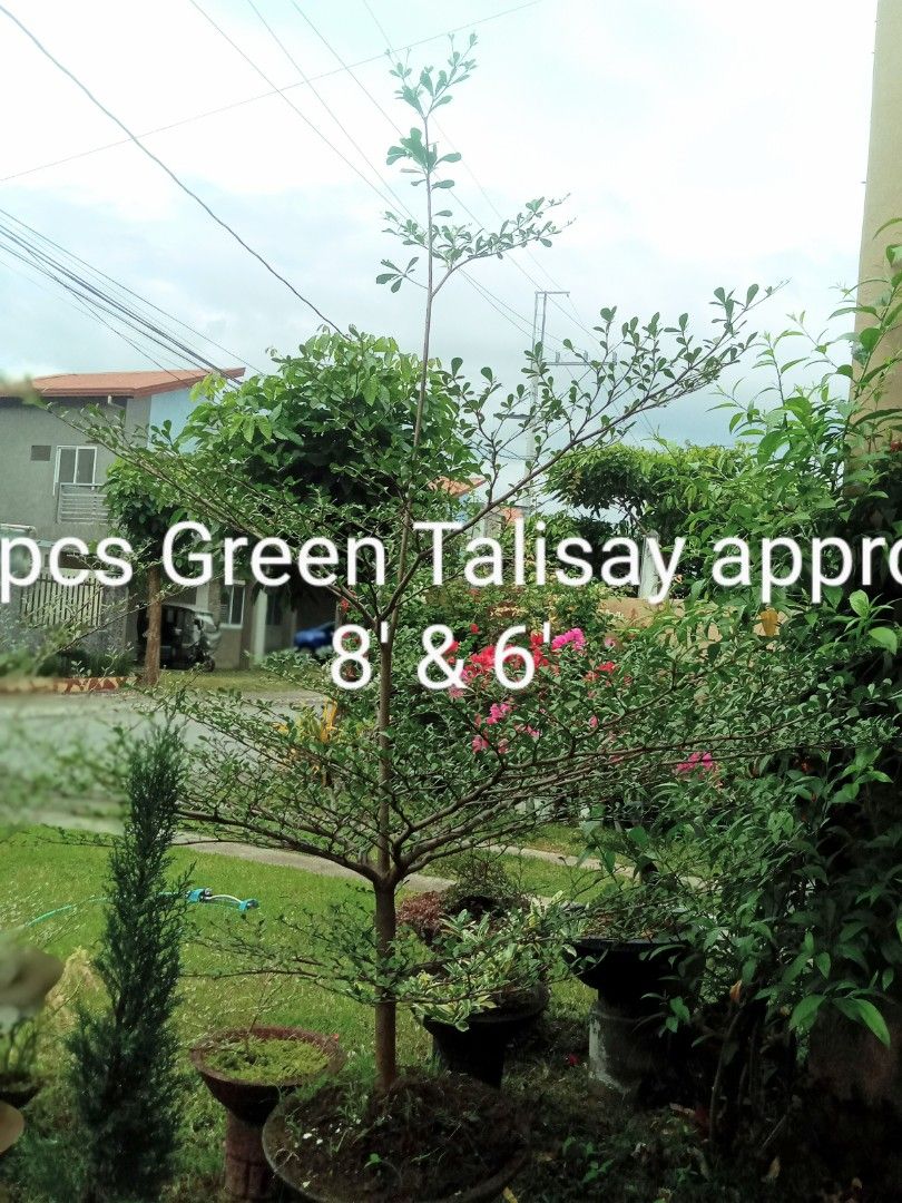 AFRICAN TALISAY Green 5 & 7' tall, Furniture & Home Living, Gardening ...