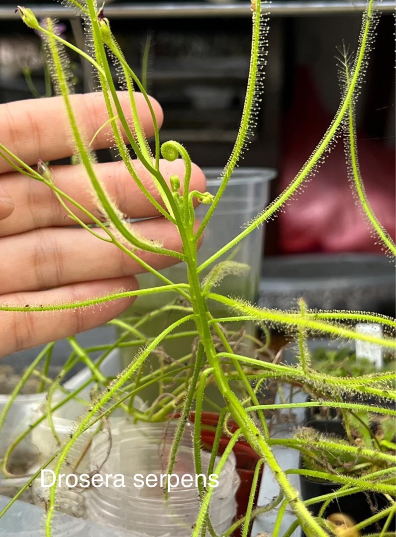 Drosera Serpens Seed | Sundew, Furniture & Home Living, Gardening, Plants & Seeds on Carousell