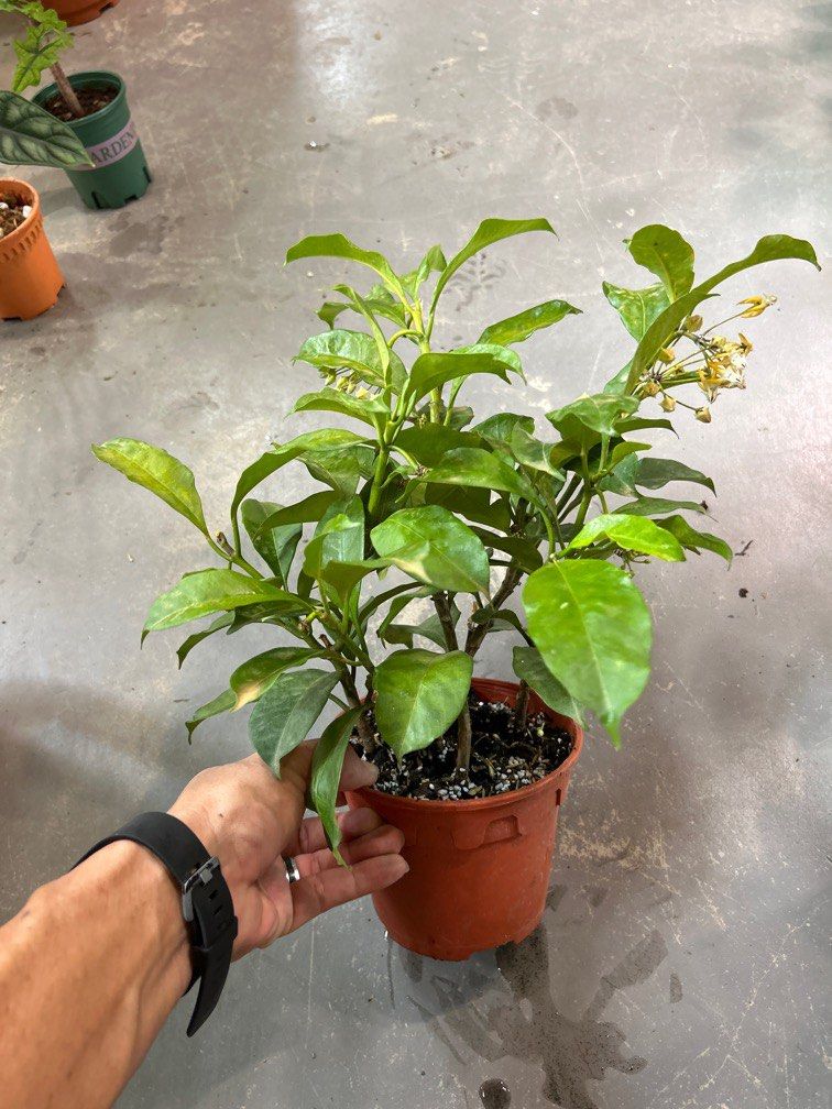 Hoya Multiflora flowering plant, Furniture & Home Living, Gardening ...