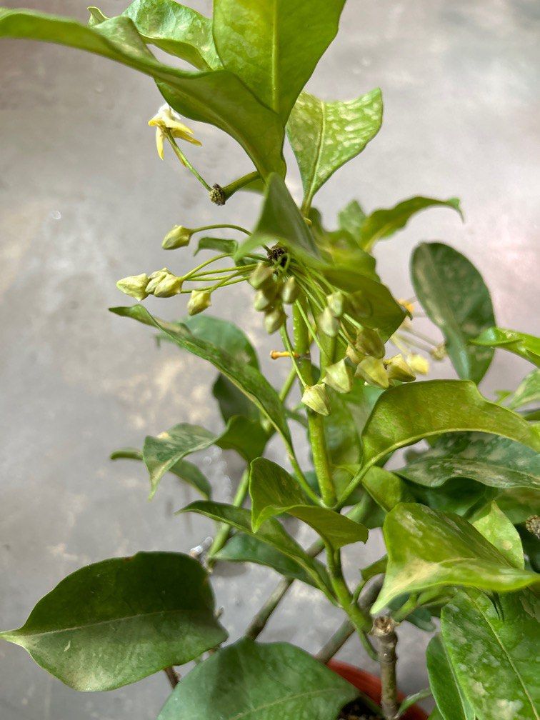 Hoya Multiflora flowering plant, Furniture & Home Living, Gardening ...