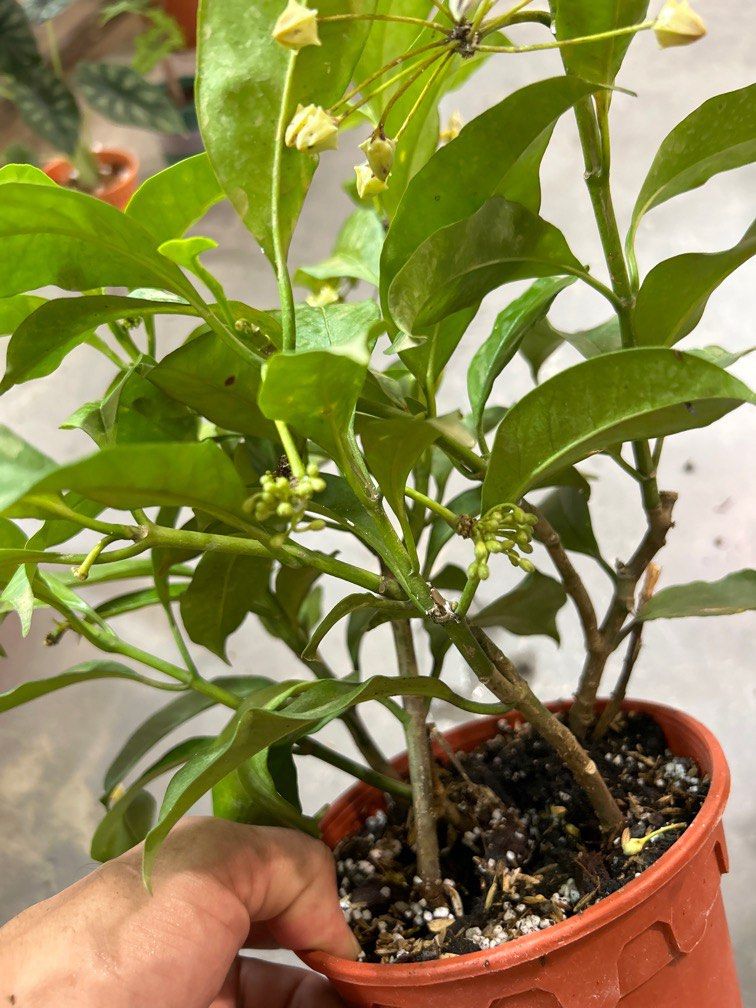 Hoya Multiflora flowering plant, Furniture & Home Living, Gardening ...