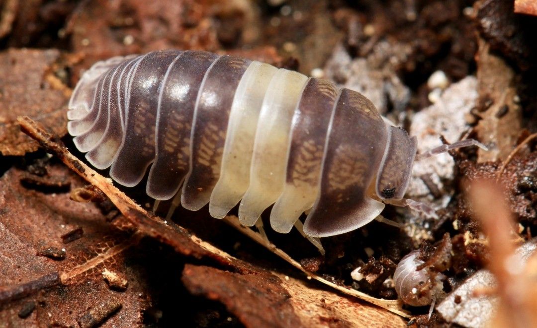 Panda King Isopod, Pet Supplies, Pet Food on Carousell