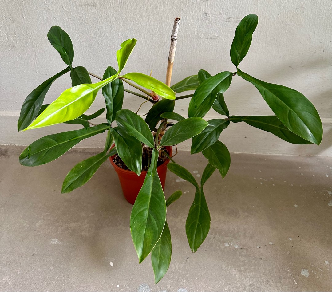 Philodendron 69696, Furniture & Home Living, Gardening, Plants & Seeds ...