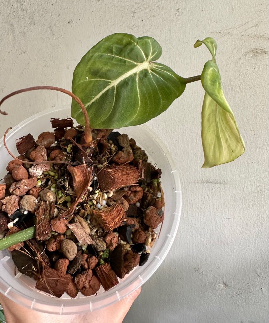 Philodendron gloriosum small, Furniture & Home Living, Gardening ...