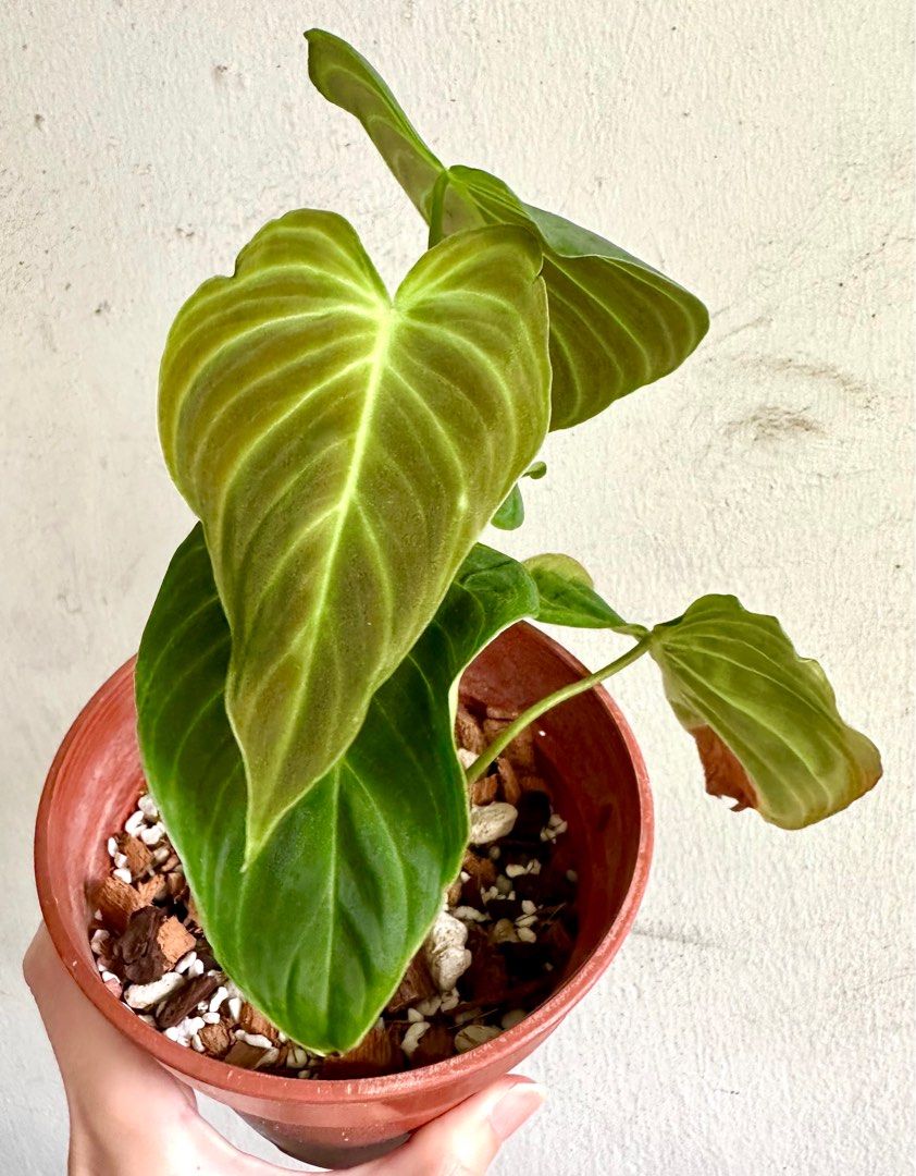 Philodendron Splendid, Furniture & Home Living, Gardening, Plants ...