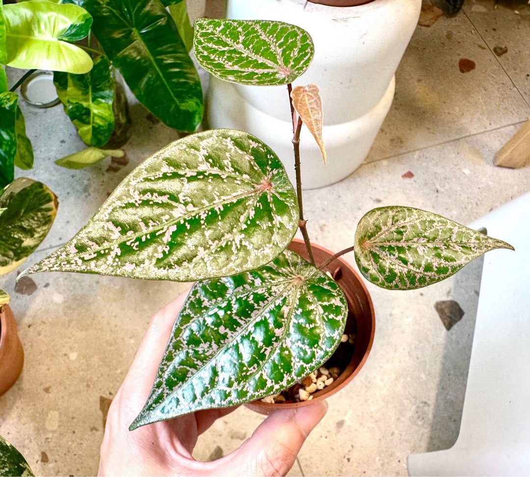 Piper crocatum, Furniture & Home Living, Gardening, Plants & Seeds on ...