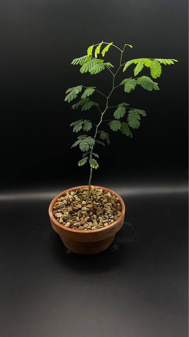 Rare Brazilian Rain Tree Bonsai, Furniture & Home Living, Gardening ...
