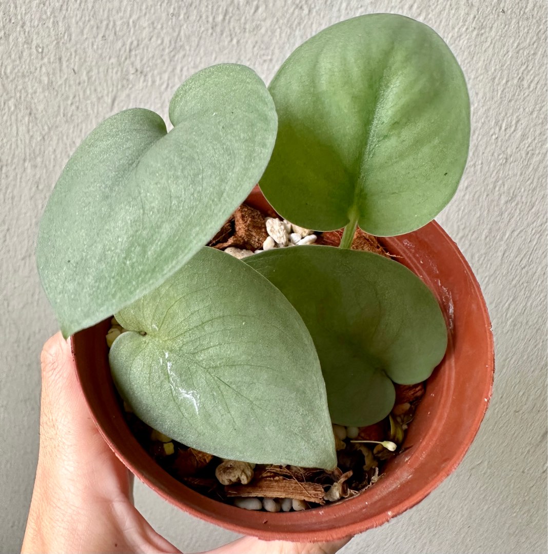 Scindapsus Platinum, Furniture & Home Living, Gardening, Plants & Seeds ...