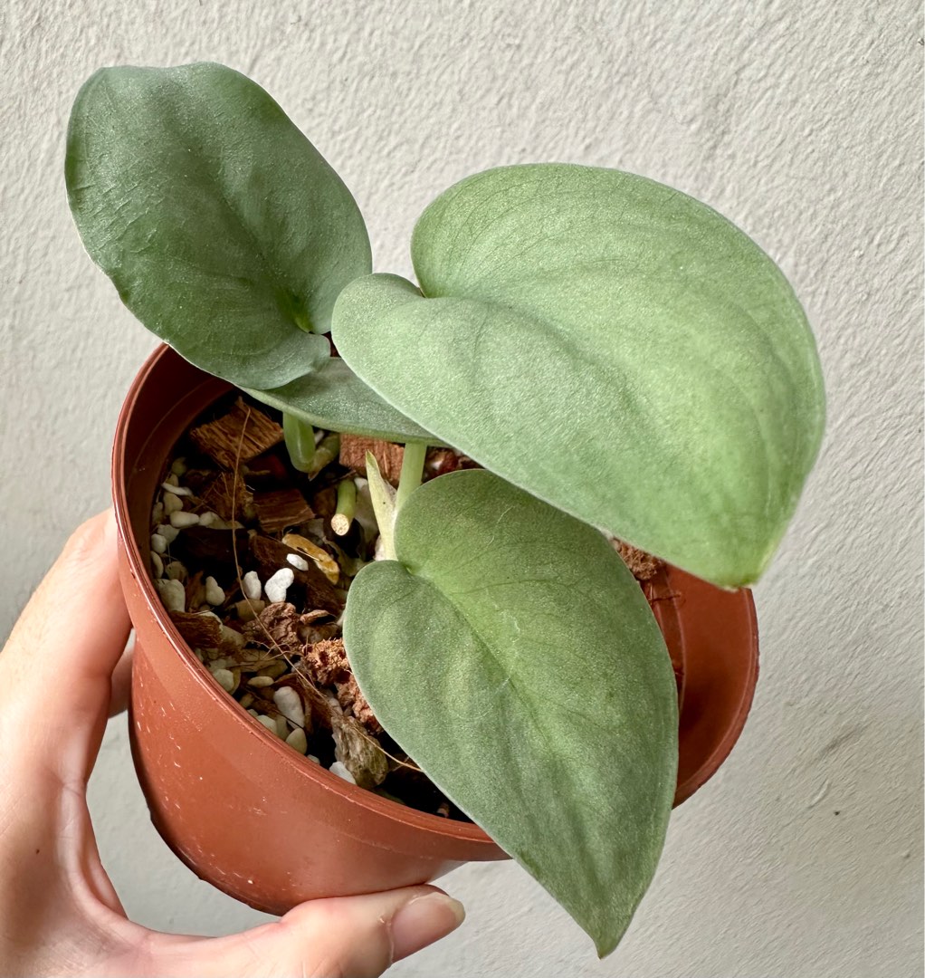 Scindapsus Platinum, Furniture & Home Living, Gardening, Plants & Seeds ...