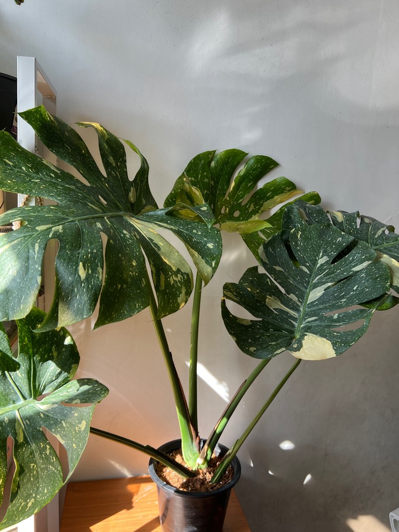 Monstera Thai cons ‘special’, Furniture & Home Living, Gardening ...