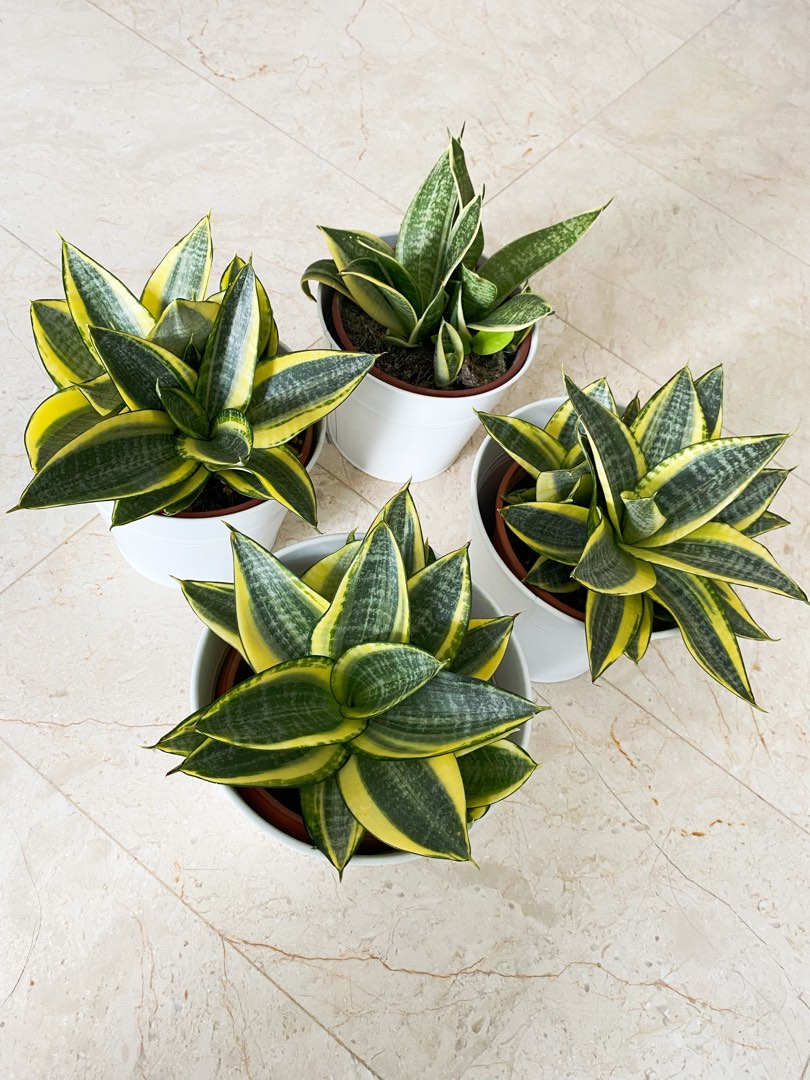 Sansevieria Bird Nest Golden Hahnii Snake Plant, Furniture & Home ...