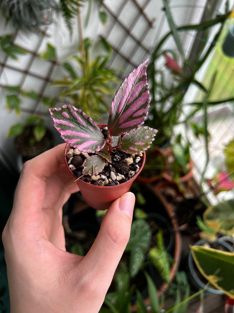 Begonia Julau, Furniture & Home Living, Gardening, Plants & Seeds on ...