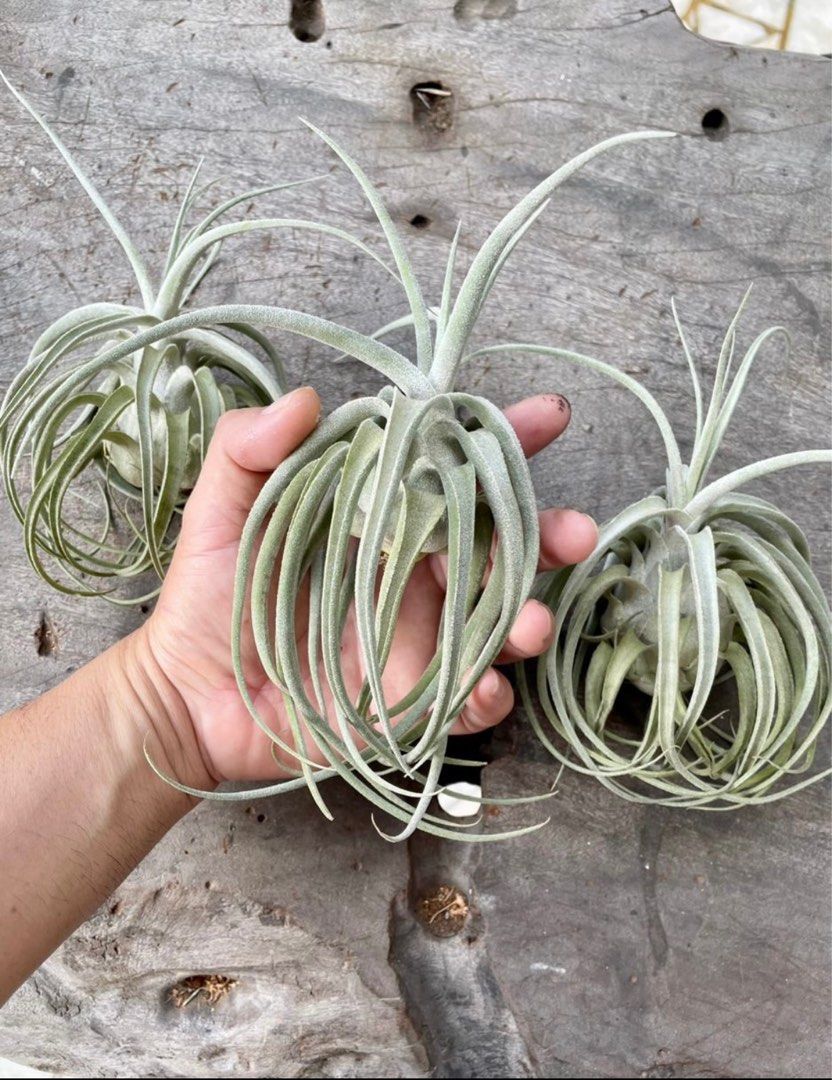 Cyc053 (balbisiana x strep) x Joy , Air plant tillandsia, Furniture ...
