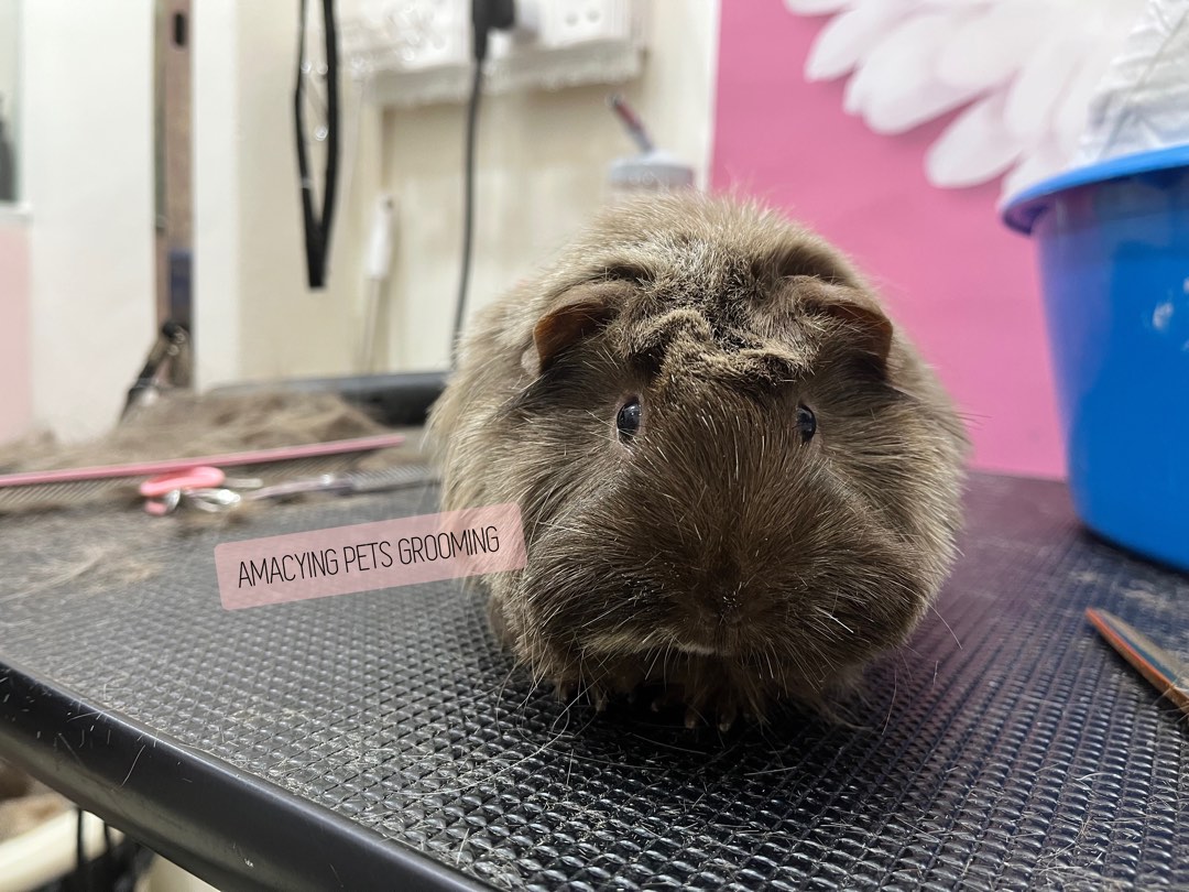 Guinea Pigs Grooming @ Bishan, Pet Supplies, Health & Grooming on Carousell