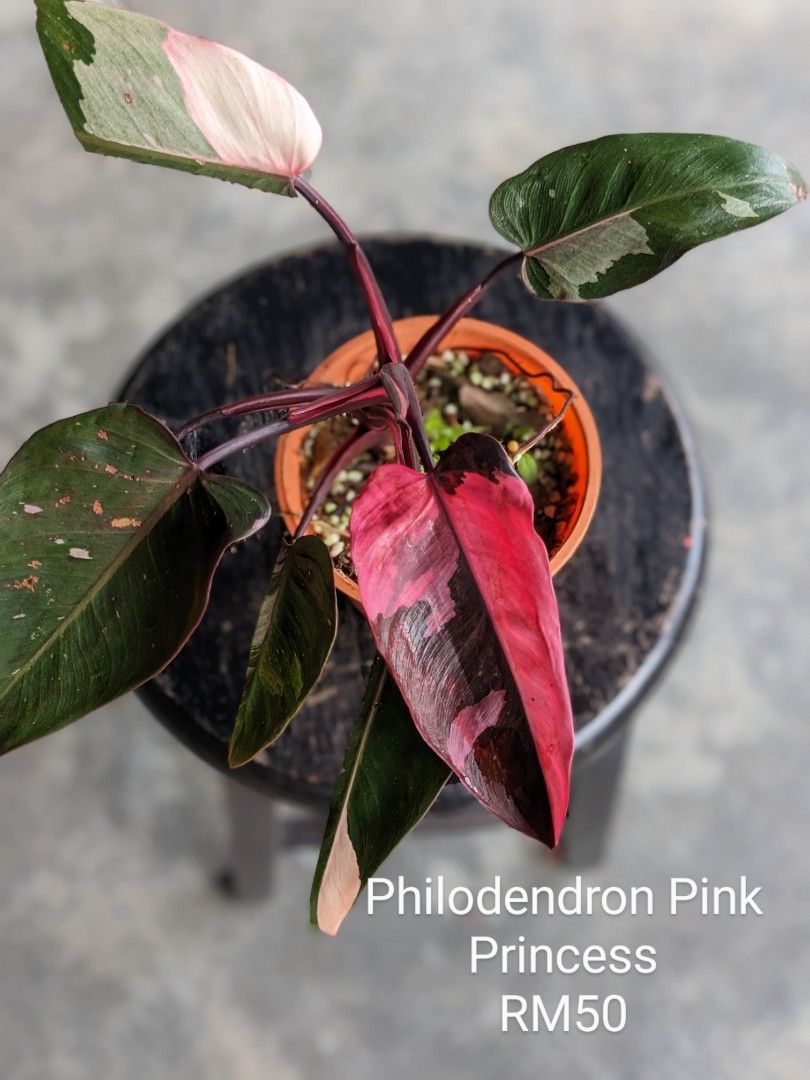 Philodendron Pink Princess, Furniture & Home Living, Gardening, Plants ...