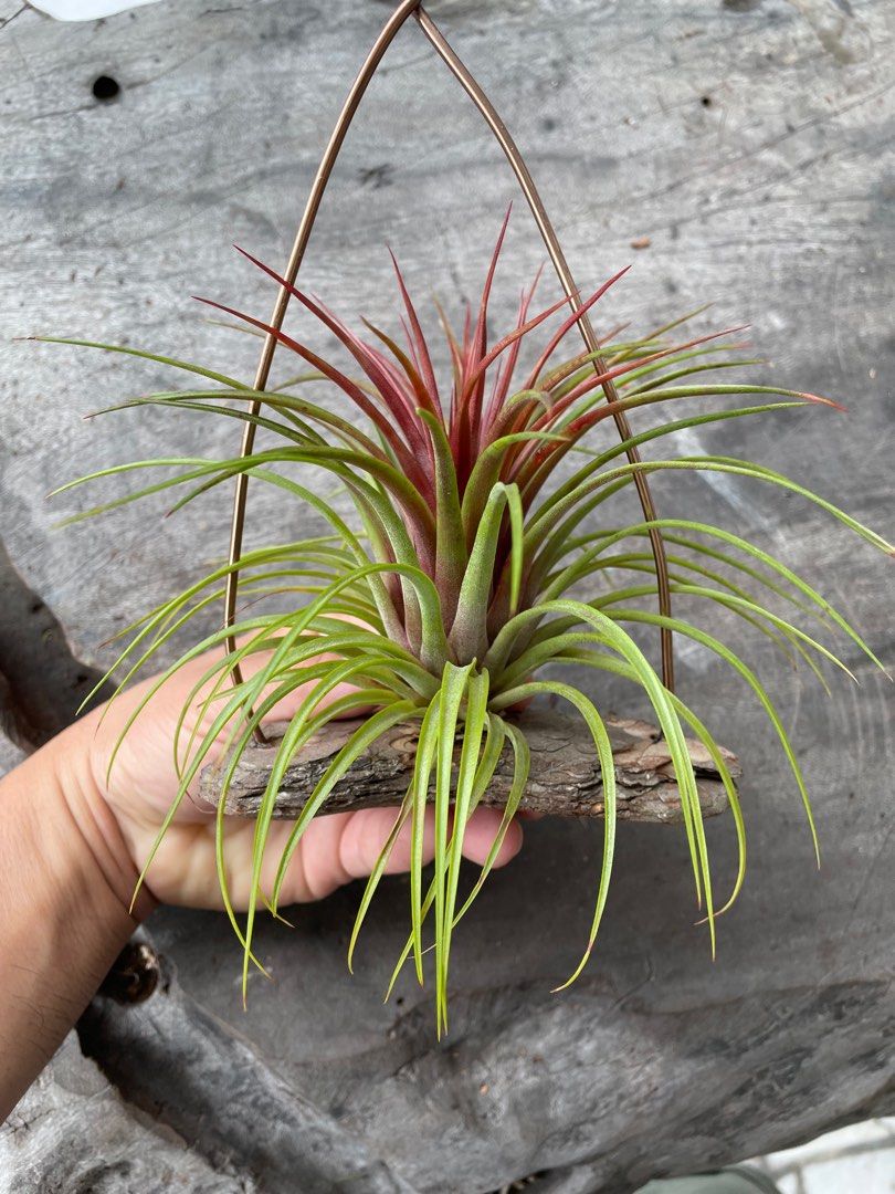 Rainforest red, Airplant tillandsia, Furniture & Home Living, Gardening ...