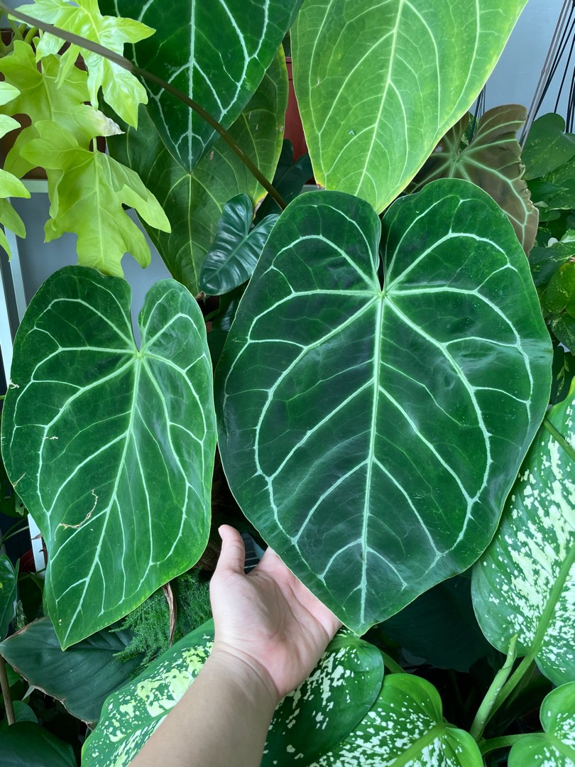 Big Anthurium Magnificum Wide Form, Furniture & Home Living, Gardening ...