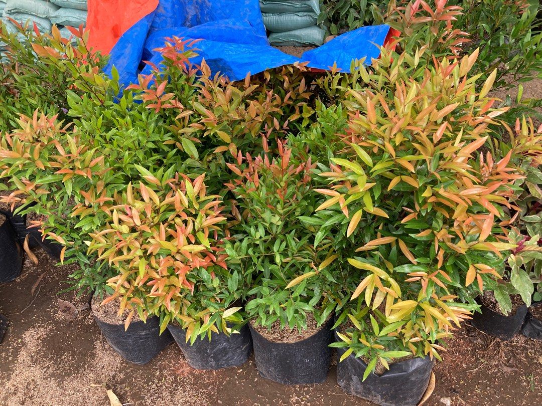 Eugenia plants, Furniture & Home Living, Gardening, Plants & Seeds on Carousell