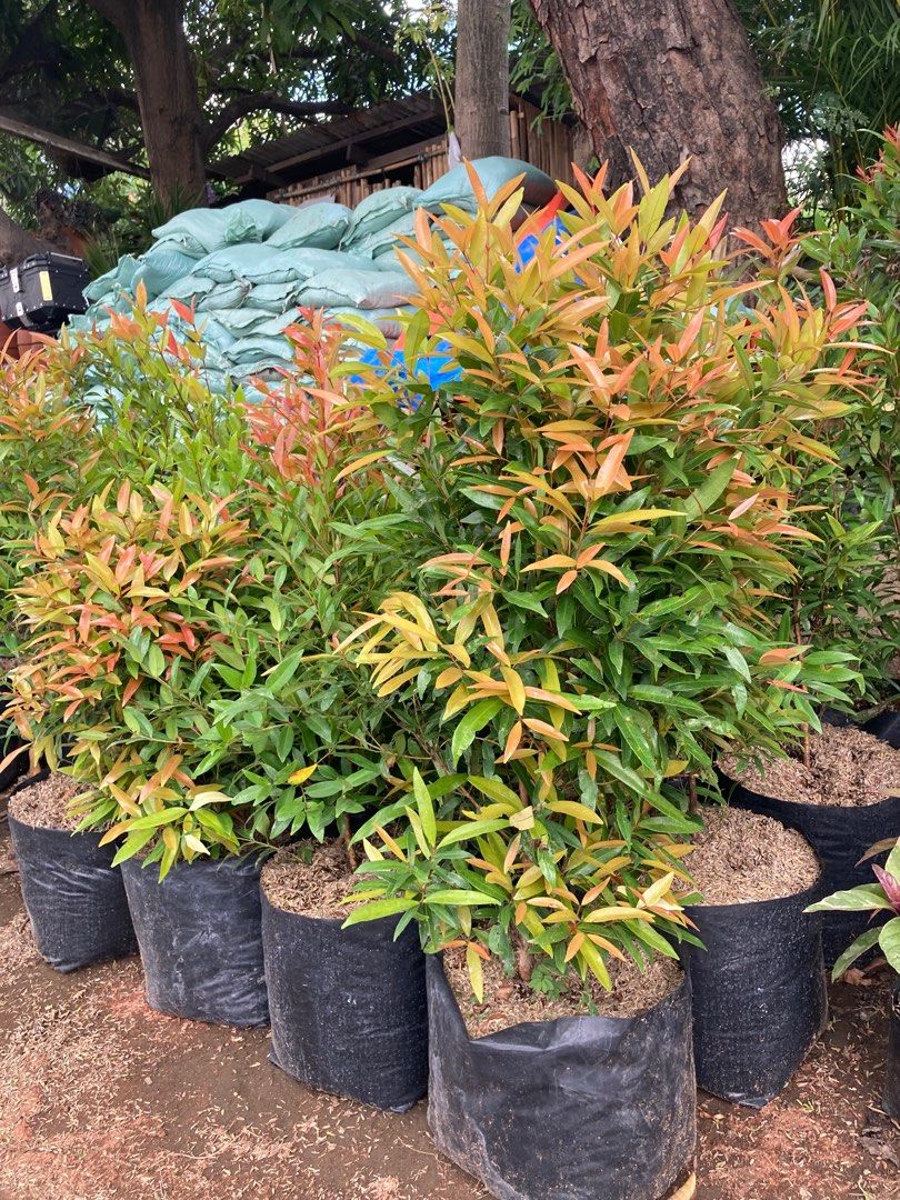 Eugenia plants, Furniture & Home Living, Gardening, Plants & Seeds on Carousell