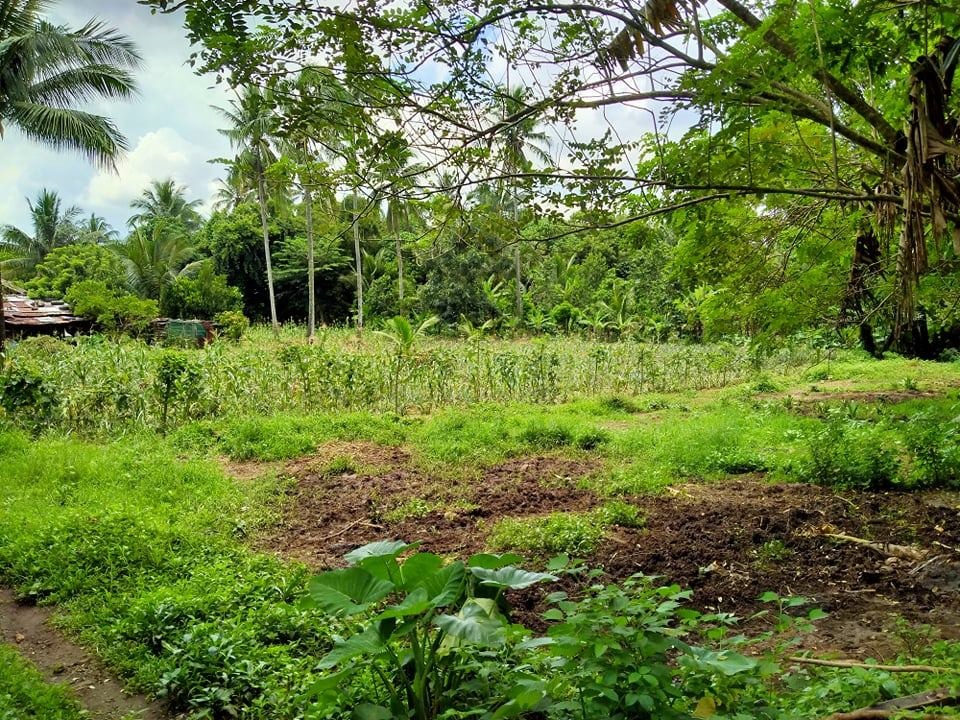 Farm lot with fruit bearing trees -Flat lot along the road in Cavite ...