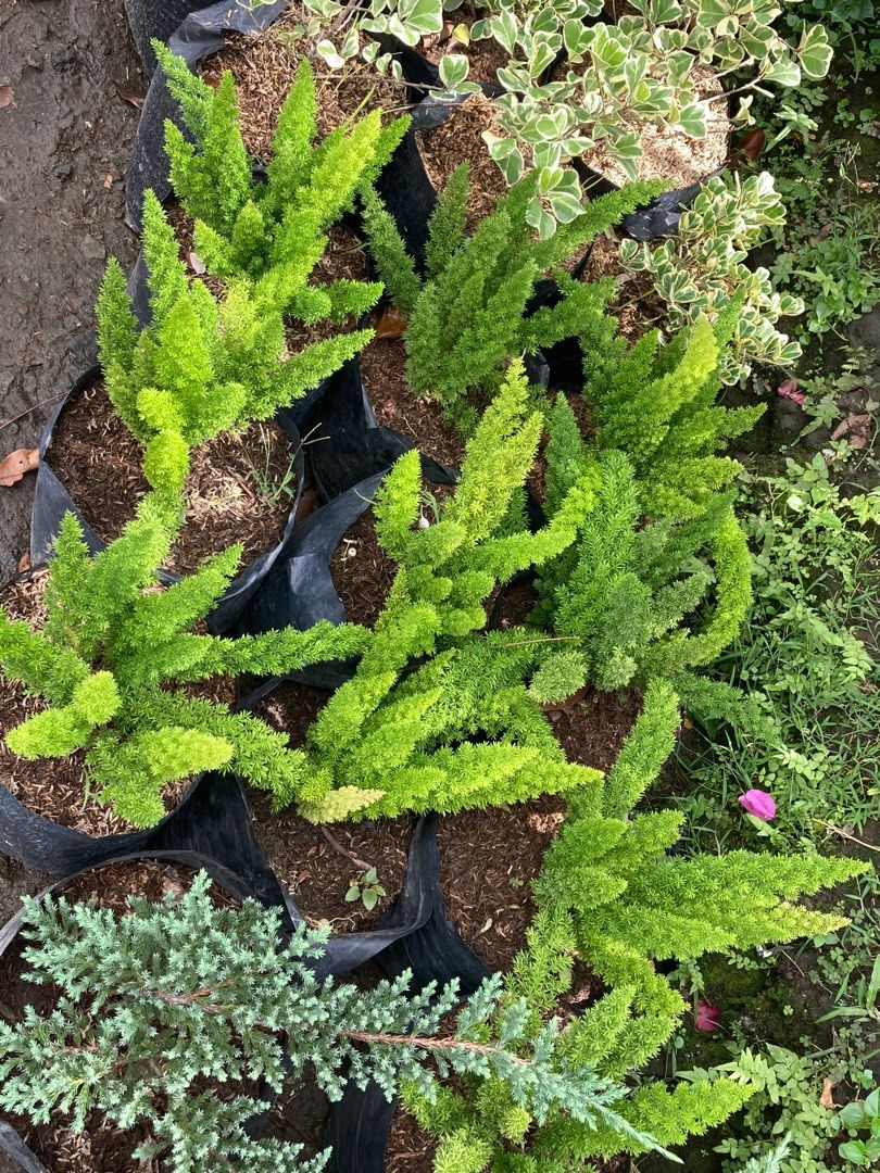 Foxtail plants on Carousell