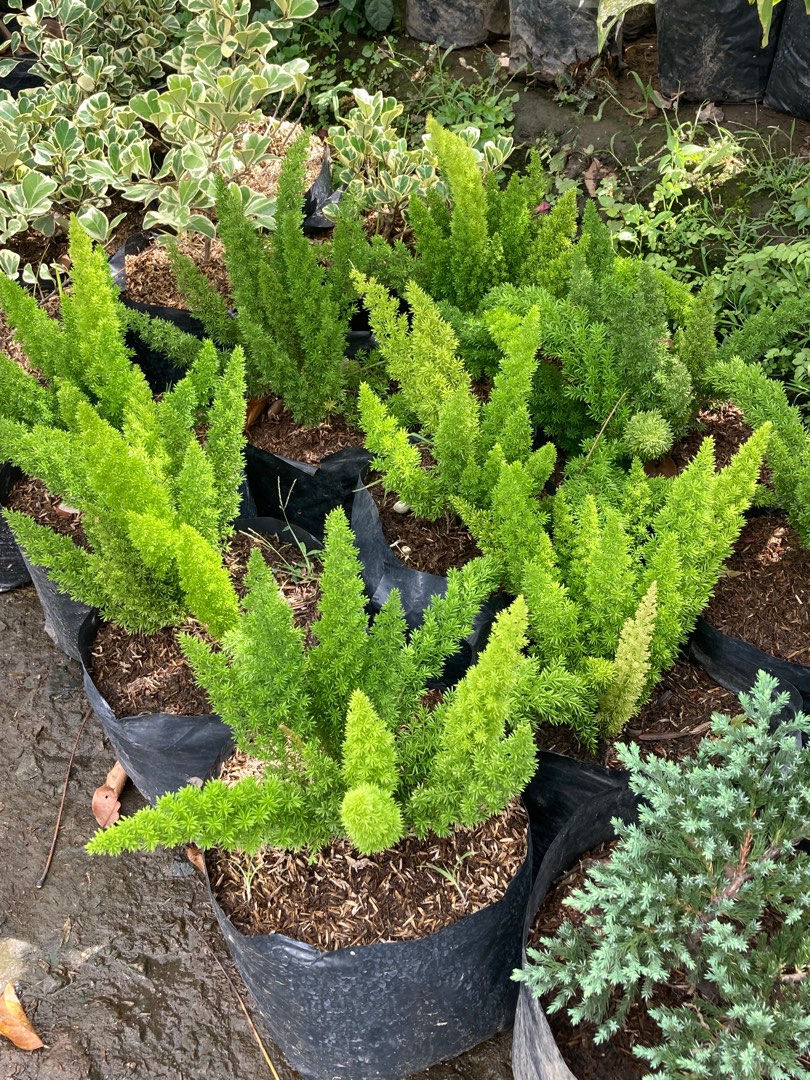 Foxtail plants on Carousell