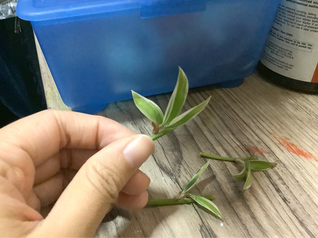 [free] Reverted Marble Queen, Spider Plant, Dracaena Surculosa ...