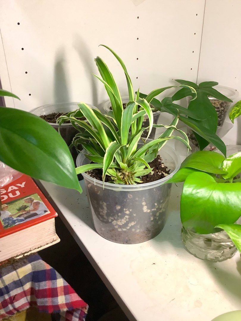 [free] Reverted Marble Queen, Spider Plant, Dracaena Surculosa ...