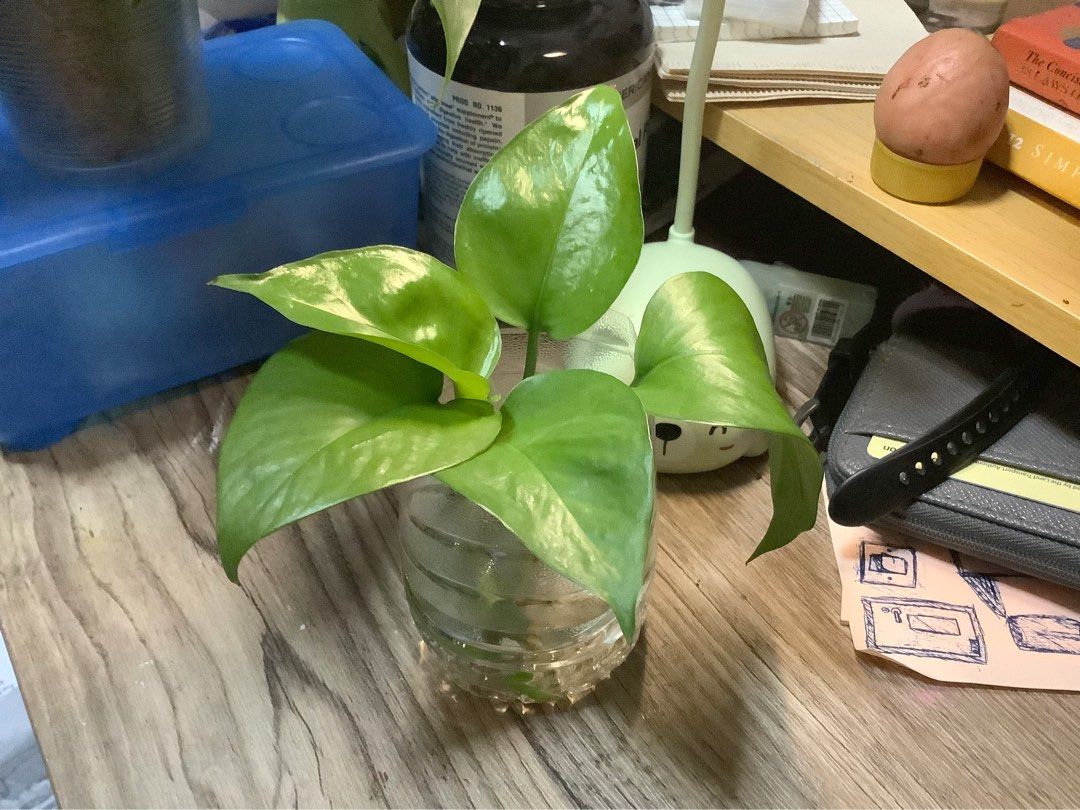 [free] Reverted Marble Queen, Spider Plant, Dracaena Surculosa ...