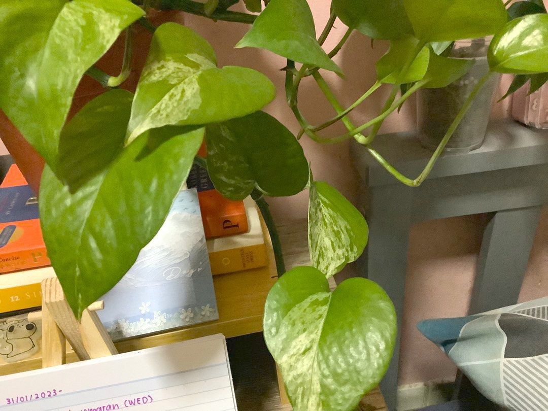 [free] Reverted Marble Queen, Spider Plant, Dracaena Surculosa ...
