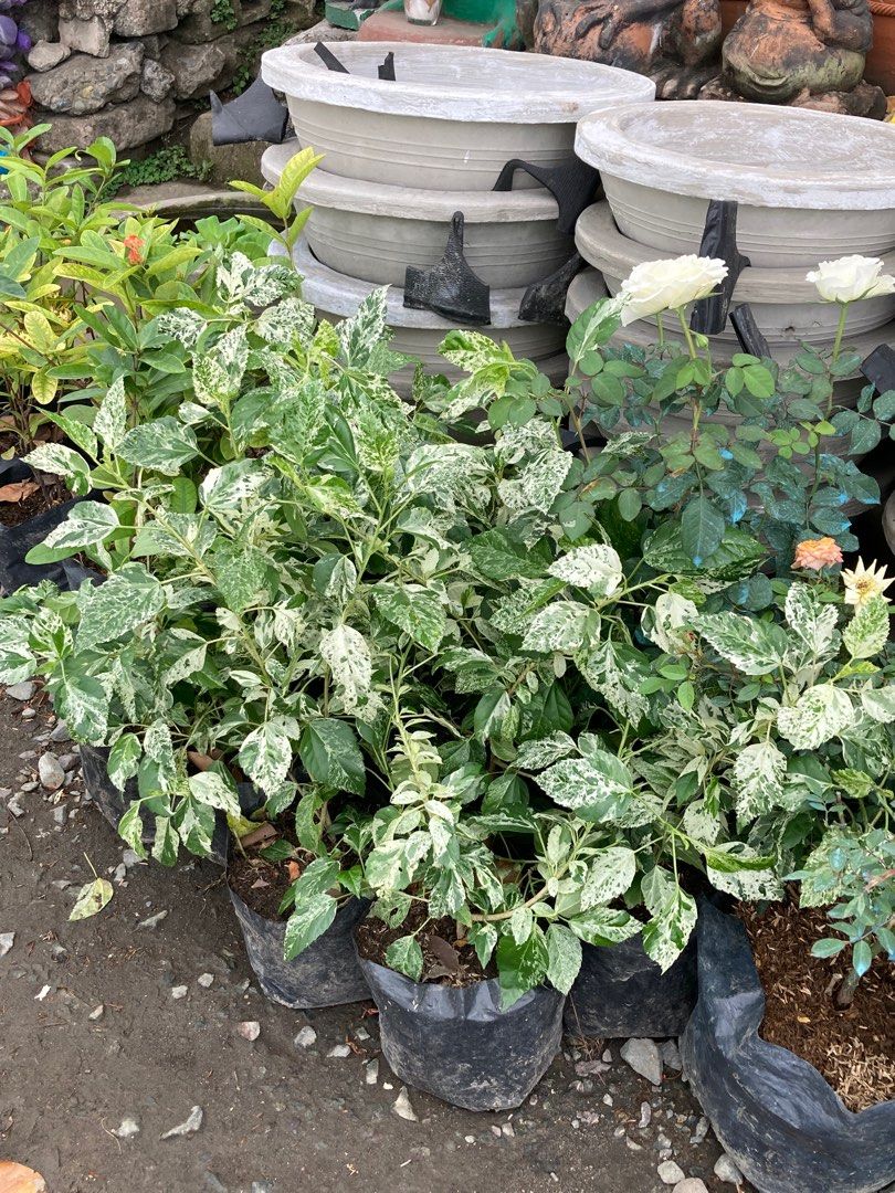 Gumamela variegated, Furniture & Home Living, Gardening, Plants & Seeds ...