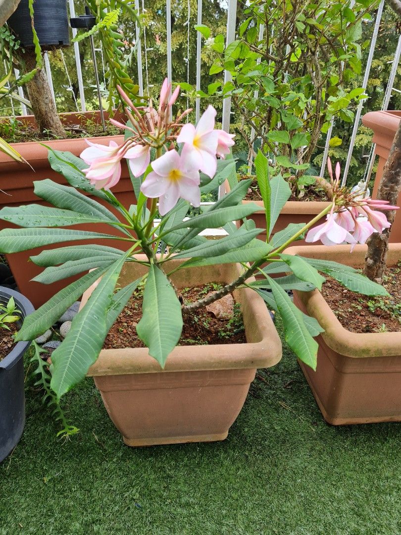 Hybrid Frangipani Plumeria large pink blooms flowers Low height species ...