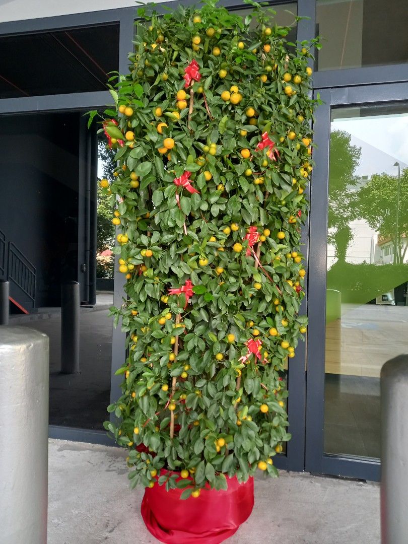 2M Mandarin Orange Tree CNY Decorative Tree, Furniture & Home Living ...