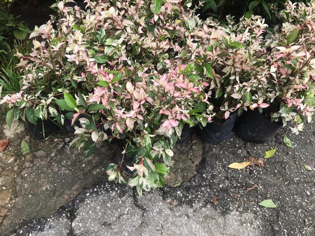 Pokok bunga raya batik @ variegated hibiscus cooperi, Furniture & Home ...