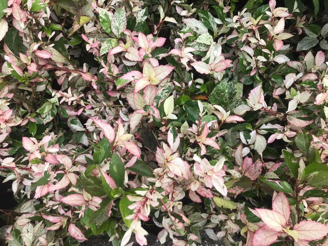 Pokok bunga raya batik @ variegated hibiscus cooperi, Furniture & Home ...