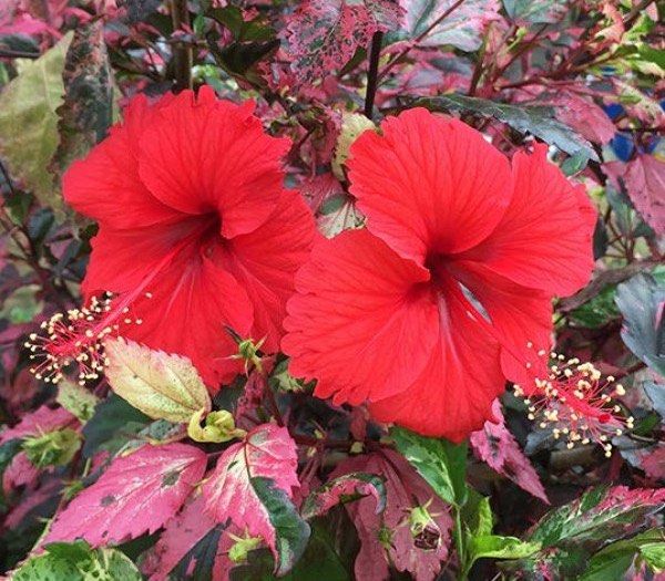 Pokok bunga raya batik @ variegated hibiscus cooperi, Furniture & Home ...